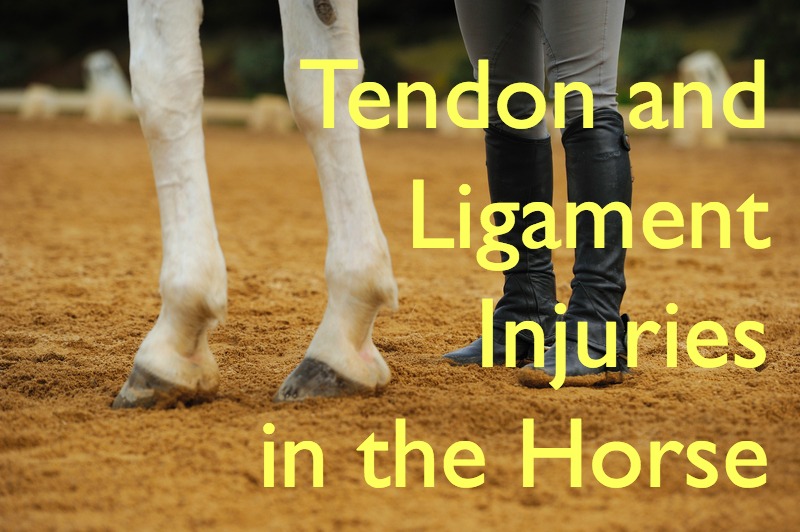 Tendon Injuries in the horse | Stable Equestrian