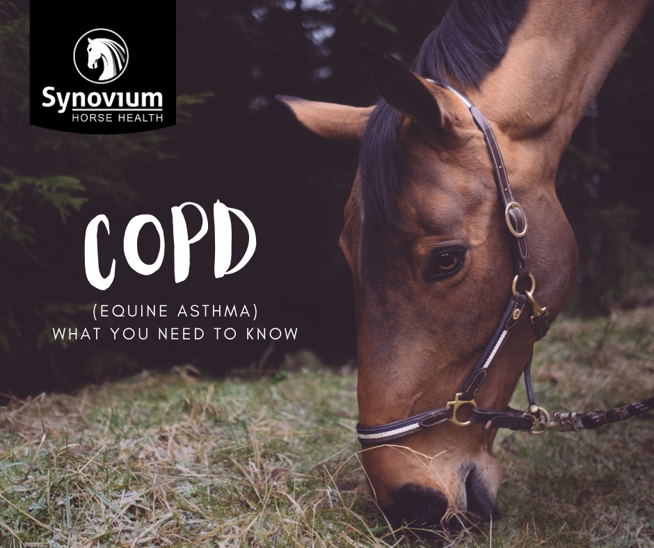 What you need to know about COPD | Stable Equestrian
